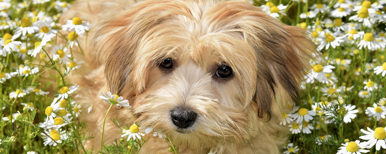 Bichon havanese nyírása - kutyakozmetikus házhoz megy